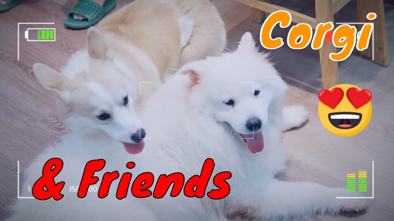 Handsome Corgi Playing With His Friends - Cute Pet Dog Moment | Viral ...