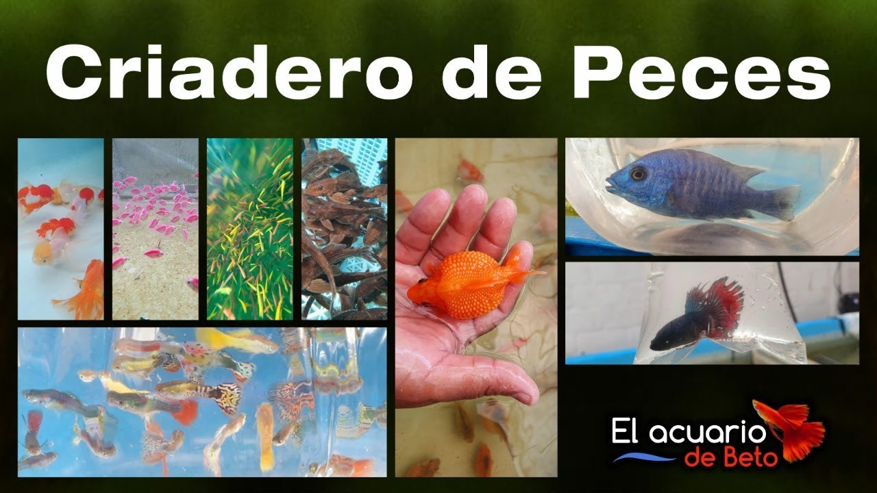 Criadero De Peces - Venta De Peces Por Mayoreo - YouTube