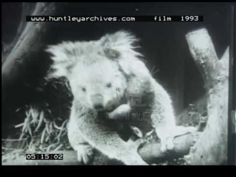 Australian Wildlife, 1950s - Film 1993
