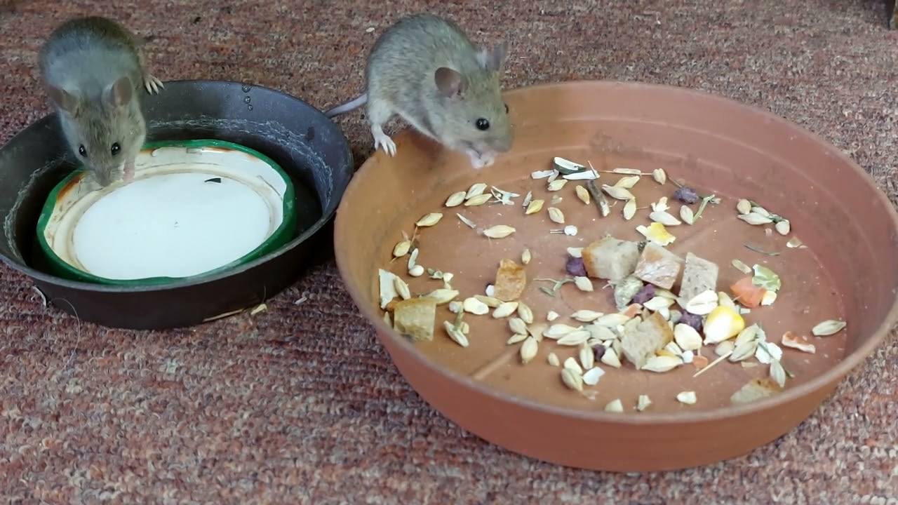 4k feeding mice - YouTube