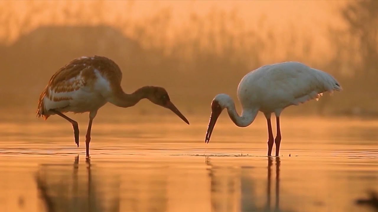 Siberian Crane Bird
