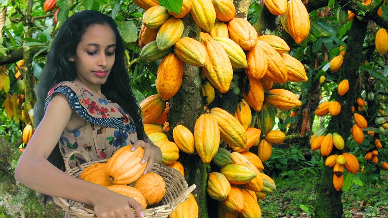 Harvesting Cocoa 🍐 Making a Delicious Cocoa Drink🍹& Cocoa Pan Cake 🥞 ...