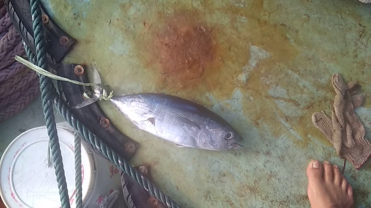 Proses penaikan ikan ke atas kapal purse seine - YouTube