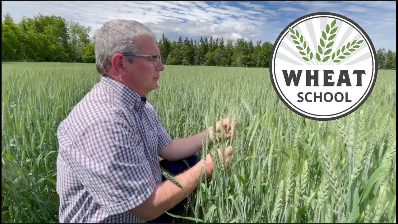 Wheat School: Making winter wheat profitable in the Maritimes - YouTube