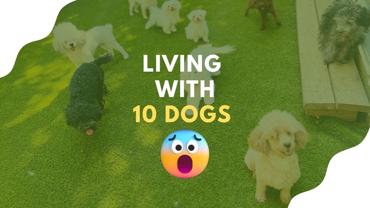 WHAT IT IS LIKE LIVING WITH 10 DOGS | Toy Poodle, Maltese & Maltipoo ...