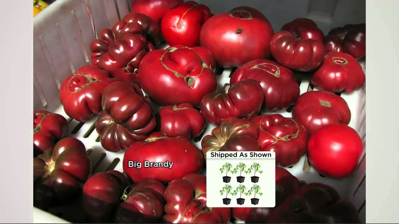Roberta's 6-pc. Pick a Peck Heirloom Marriage Tomatoes with Jacque ...