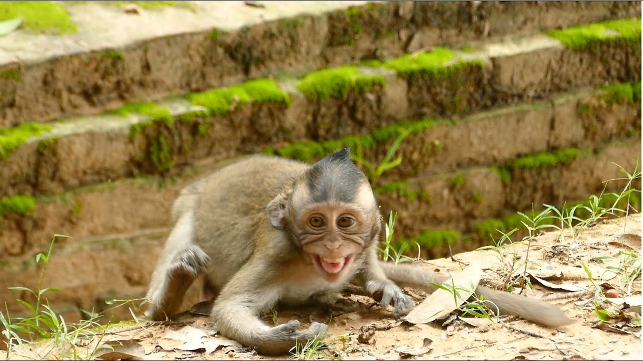 Why Ginger Try To Hurt Baby Monkey Bobby Until The Ground. Baby Bobby ...