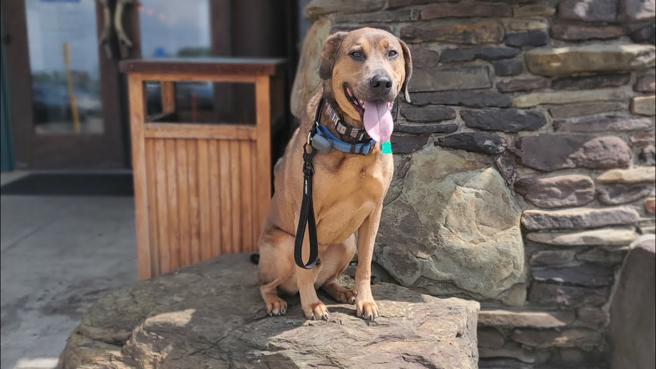 Place to Place | Braxton | Mixed Breed | Cincinnati Dog Trainers Off ...