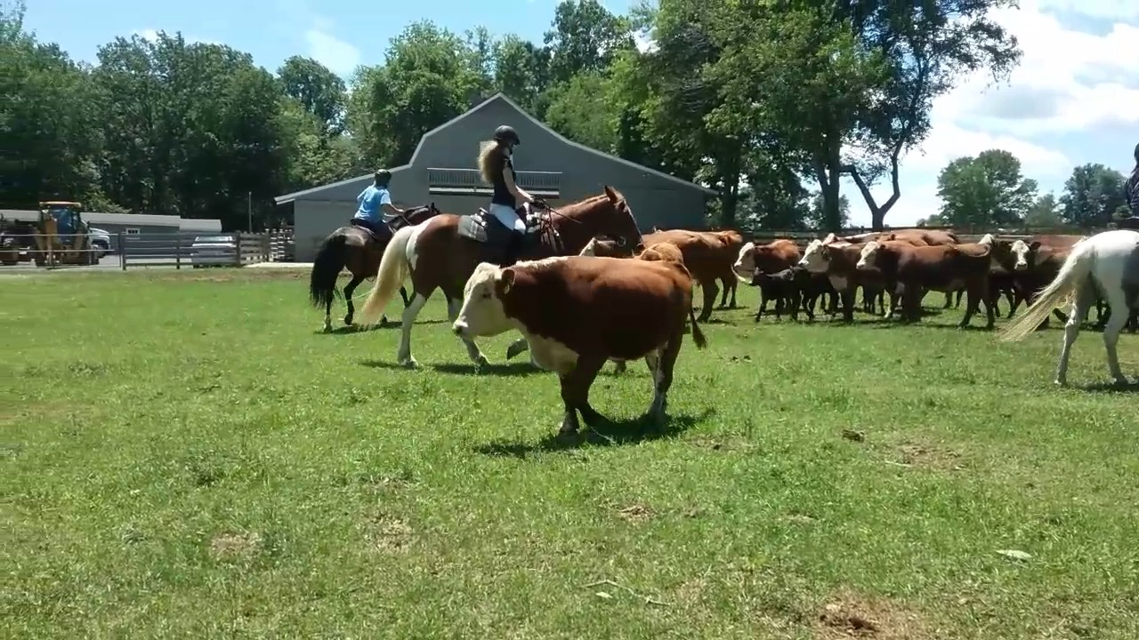 Cattle Wrangling with Scout (part 2) - YouTube