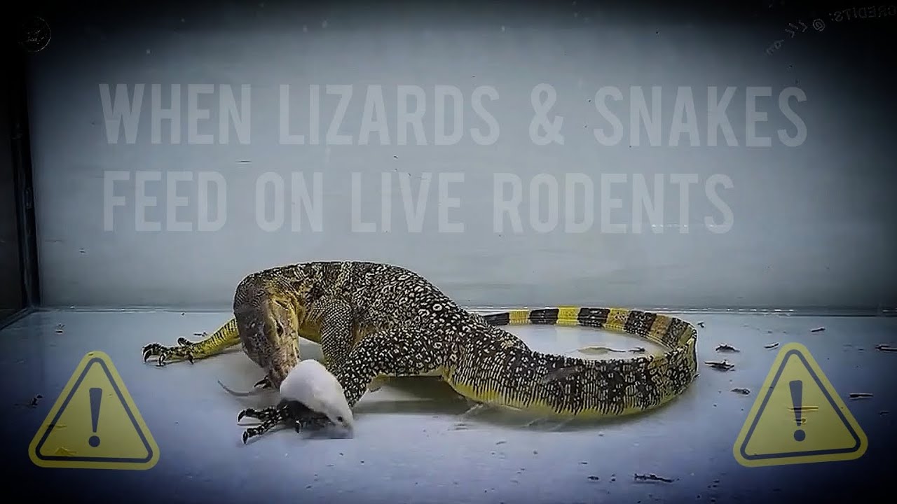 Live Feeding RODENTS To Lizards & Snakes - YouTube