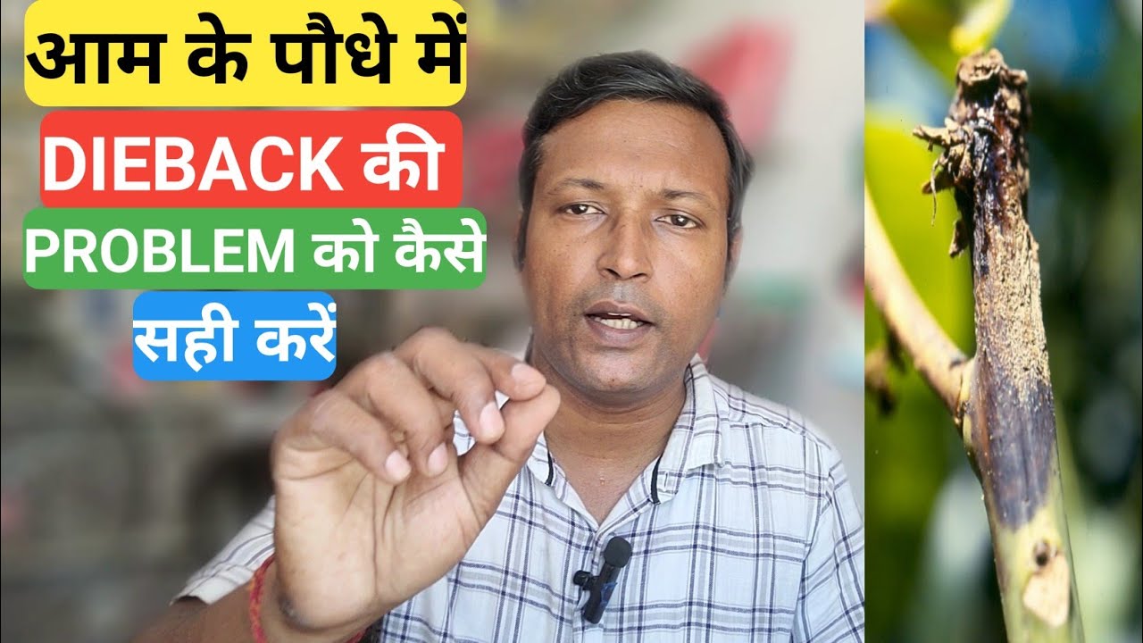 नए आम के पौधे को DIEBACK से कैसे बचाएं || FULL TREATMENT OF DIEBACK ...