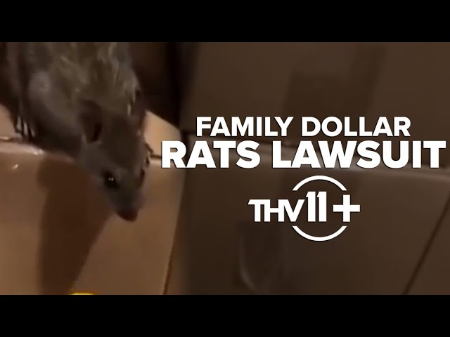 Mouse Infestation Memes How Many Mice Is Too Many? Understanding Mice