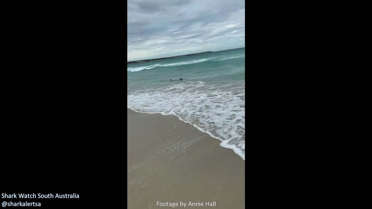 Shark Swims Right Along The Shoreline - Berry Bay, South Australia ...