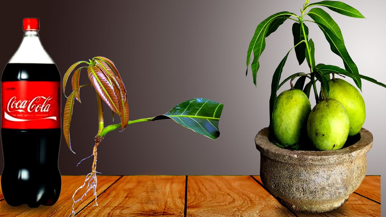 Unique and strange mango growing technique | Kỹ thuật trồng xoài độc và ...