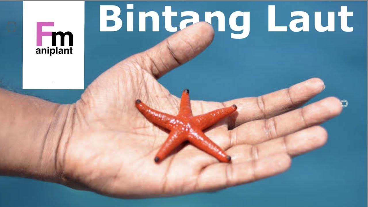 Bintang laut || sahabat spongebob's #animals #foryou - YouTube