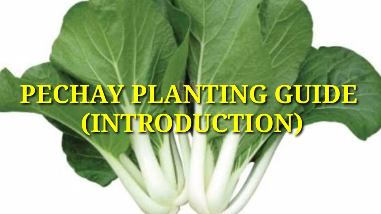pechay planting guide intruduction - YouTube