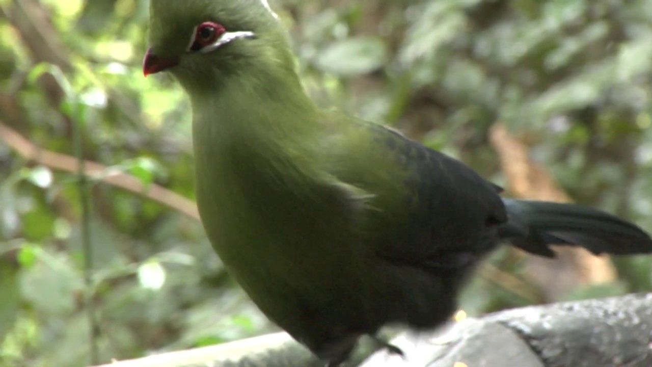 Finding a female Turaco - YouTube
