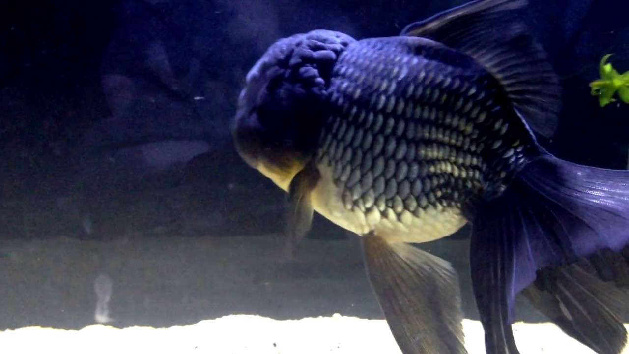 Oranda Bleu , Poisson rouge japonais 20cm - Blue Oranda Goldfish 8in ...