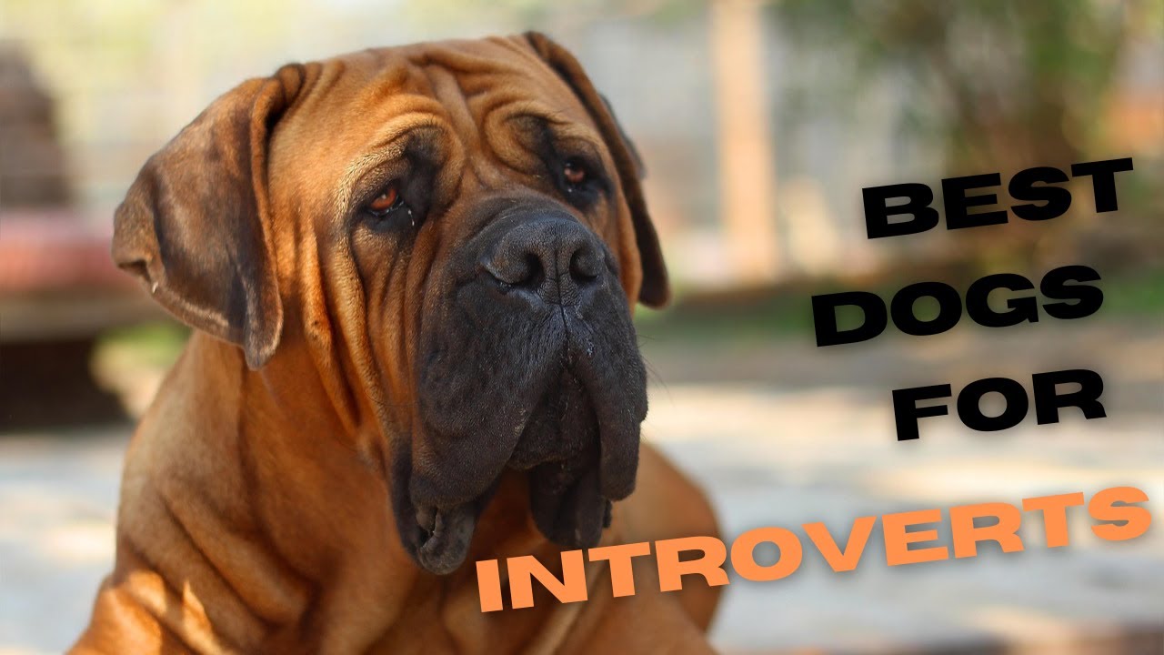 6 best dogs for introverts - YouTube