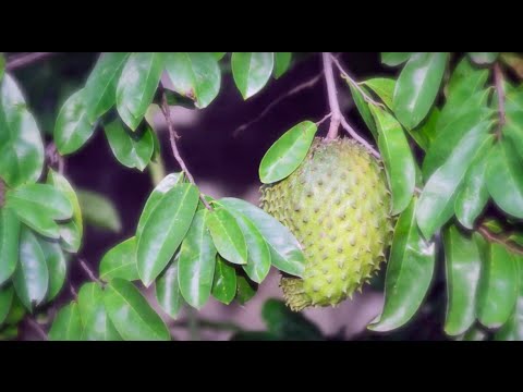 Local Fruits of Grenada - YouTube
