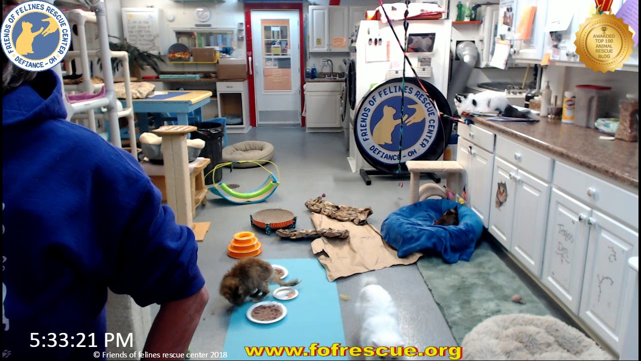 Cat Walk Tour and Announcement of a New Kitty on 3/7/2019 - YouTube