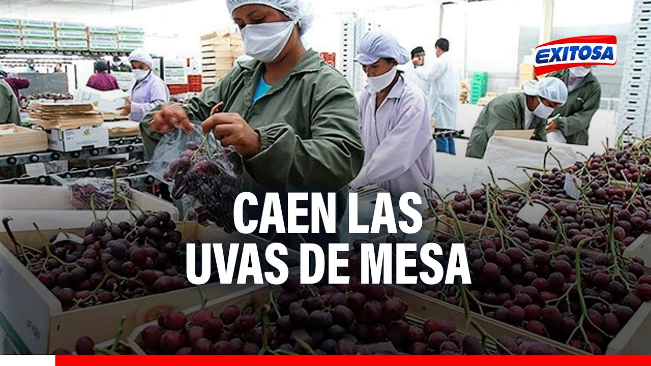 🔴🔵Fernando Cillóniz: Caen las uvas de mesa por el cambio climático en ...