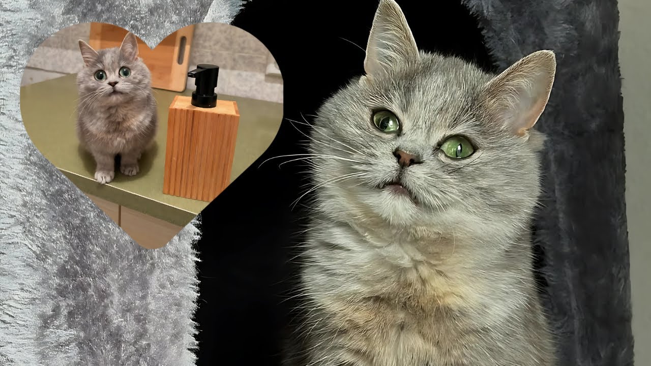 Pocket-Sized Cat With A Lion-Sized Spirit Chose Her Human And Never Let ...