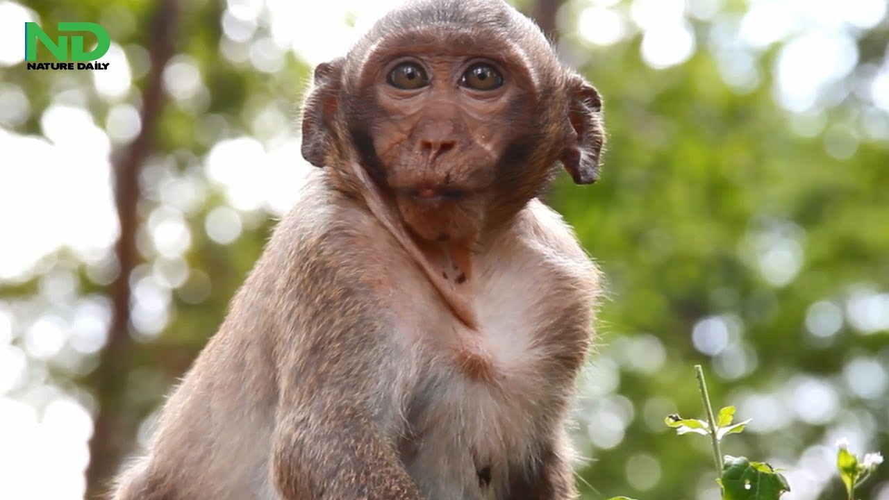 Sweet Pea Crazy With His Job Until Lose His Mum,big Fat Baby Monkey ...