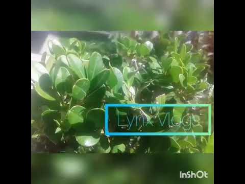 Expectativa vs Realidad | Kenny The Lynx | Lynx Vlogs - YouTube