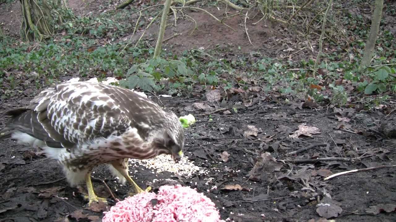 A young buzzard eating meat - very close full HD - YouTube