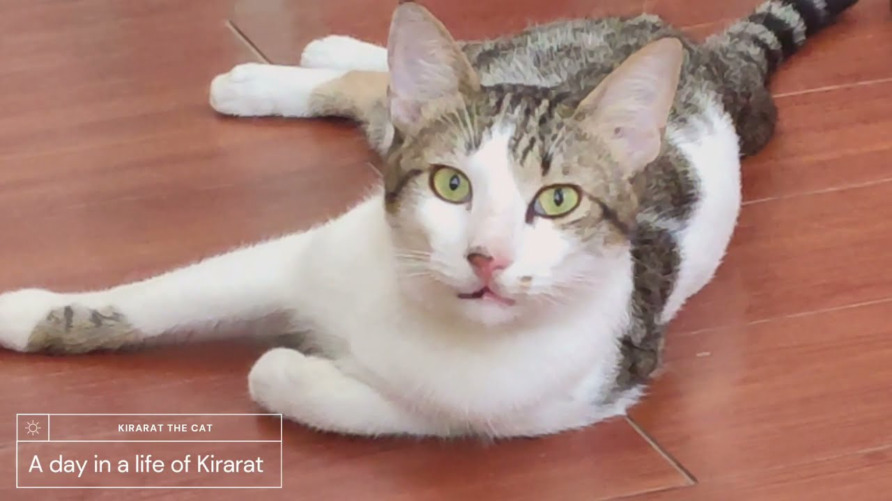 CAT LIFE: A day in a life of a snob cat - YouTube