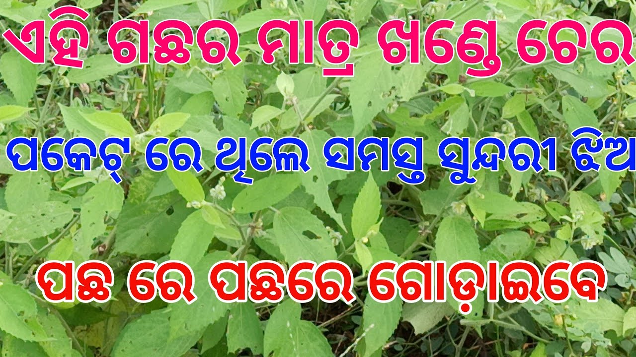 वशीकरण करने का अजूबा उपाय | Vashikaran mantra | tec bigyan | tech bigyan | tec bigyan 2 ...