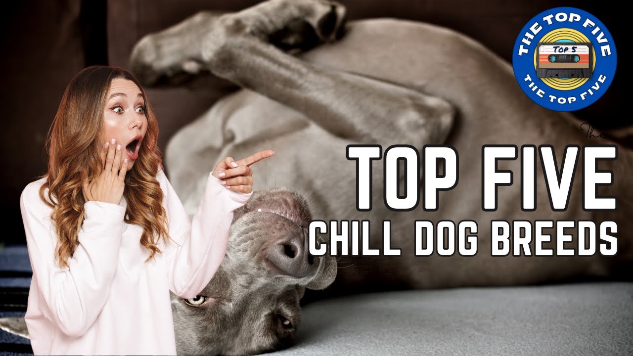 The Top 5 Chill Dog Breeds [4K] - YouTube