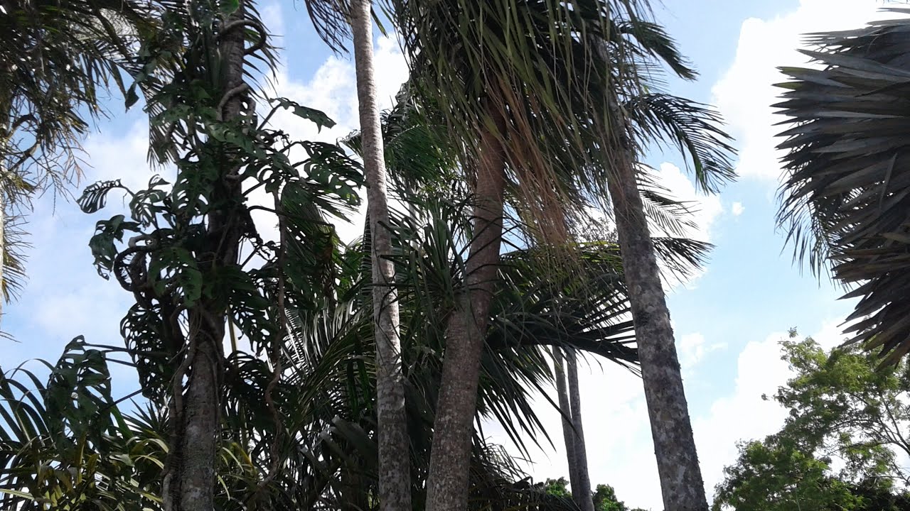 PS35 - Ponytail Palm Video - Often Referred to as a Palm - July 19 ...