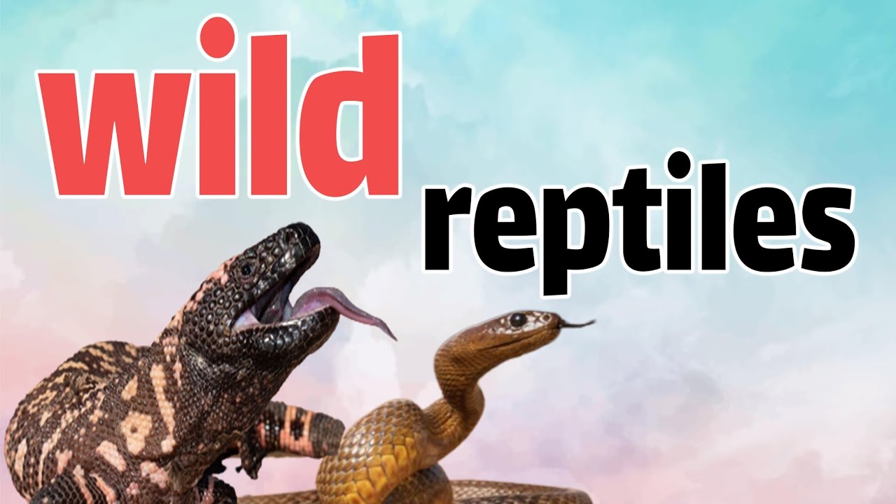 five of the most poisonous reptiles in the world ! - YouTube