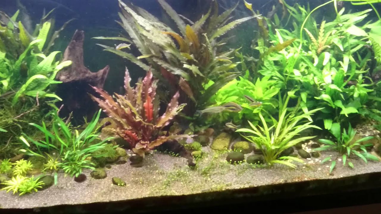 Chilatherina alleni wapoga breeding behavior - YouTube