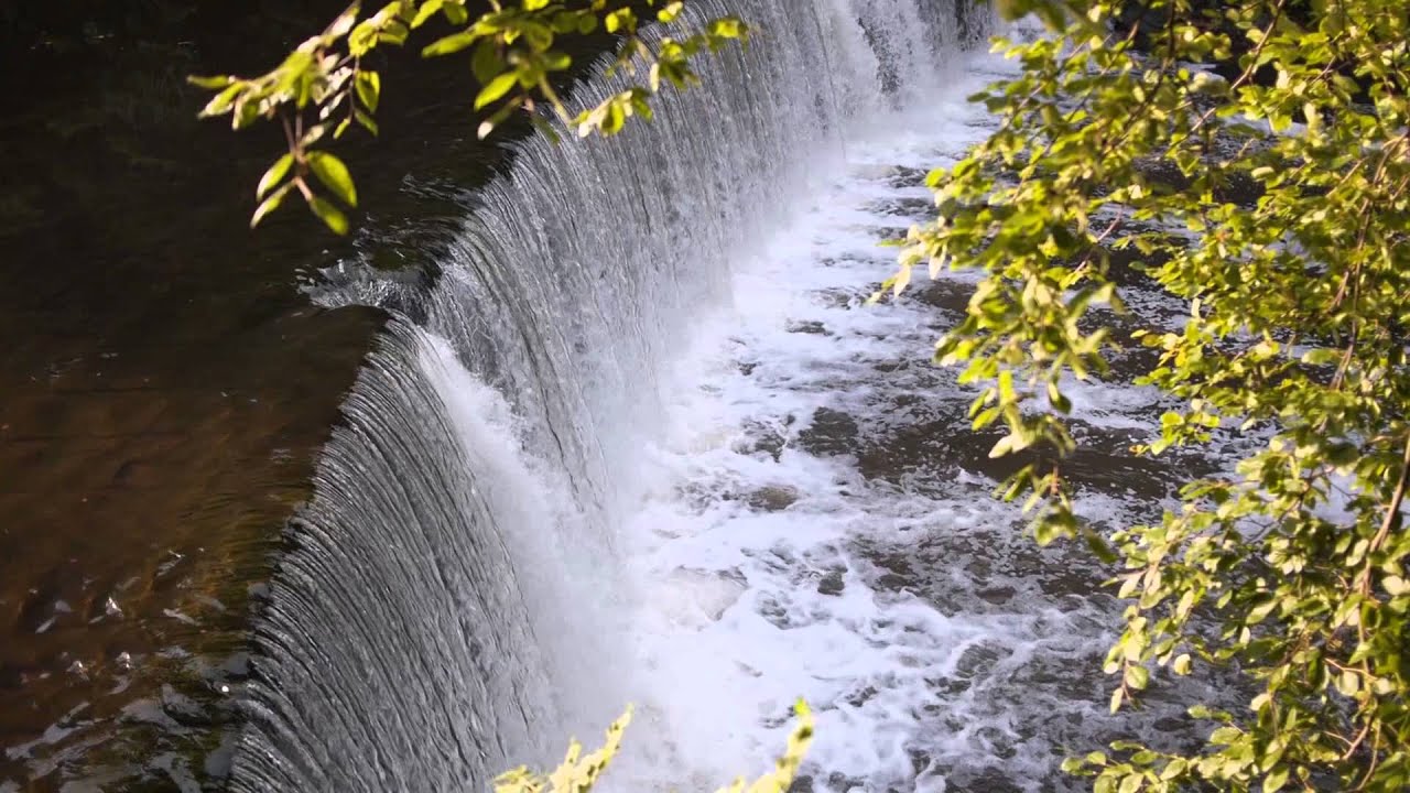 Jumping Salmon in the River Almond! - YouTube
