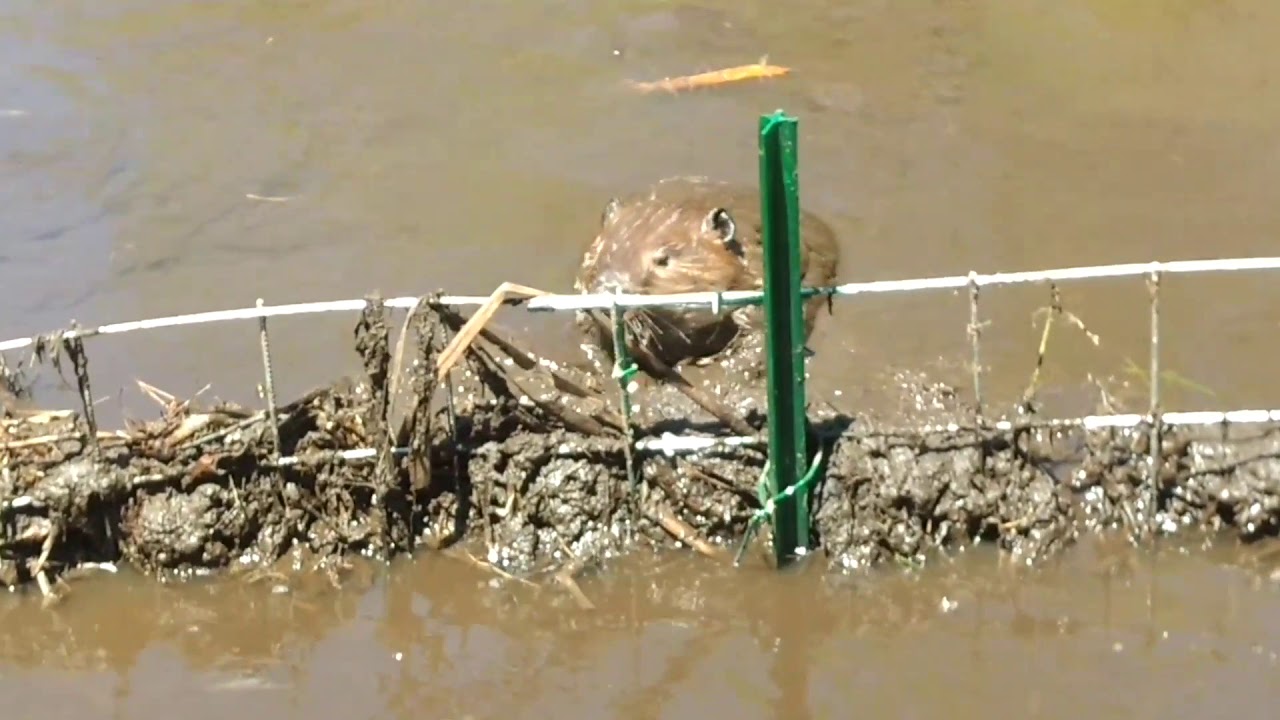 Beaver Damming on a Diversion Fence - YouTube