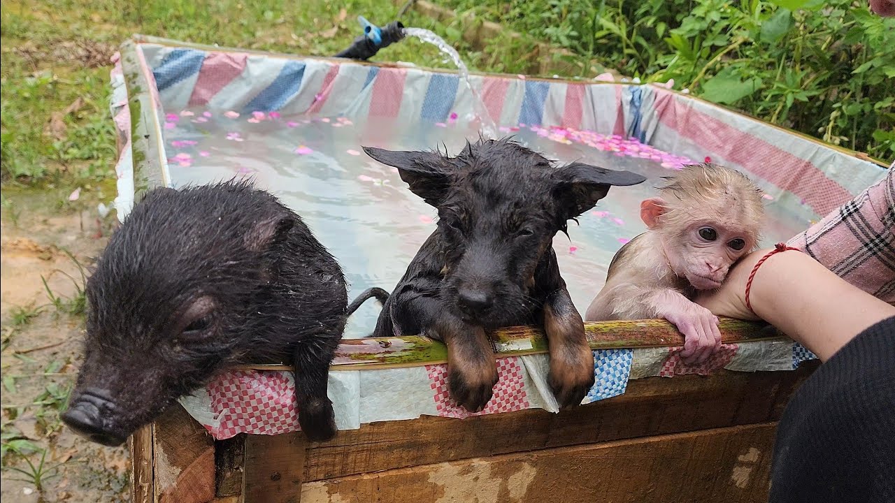 Make a swimming pool for pig monkeys and dogs - YouTube