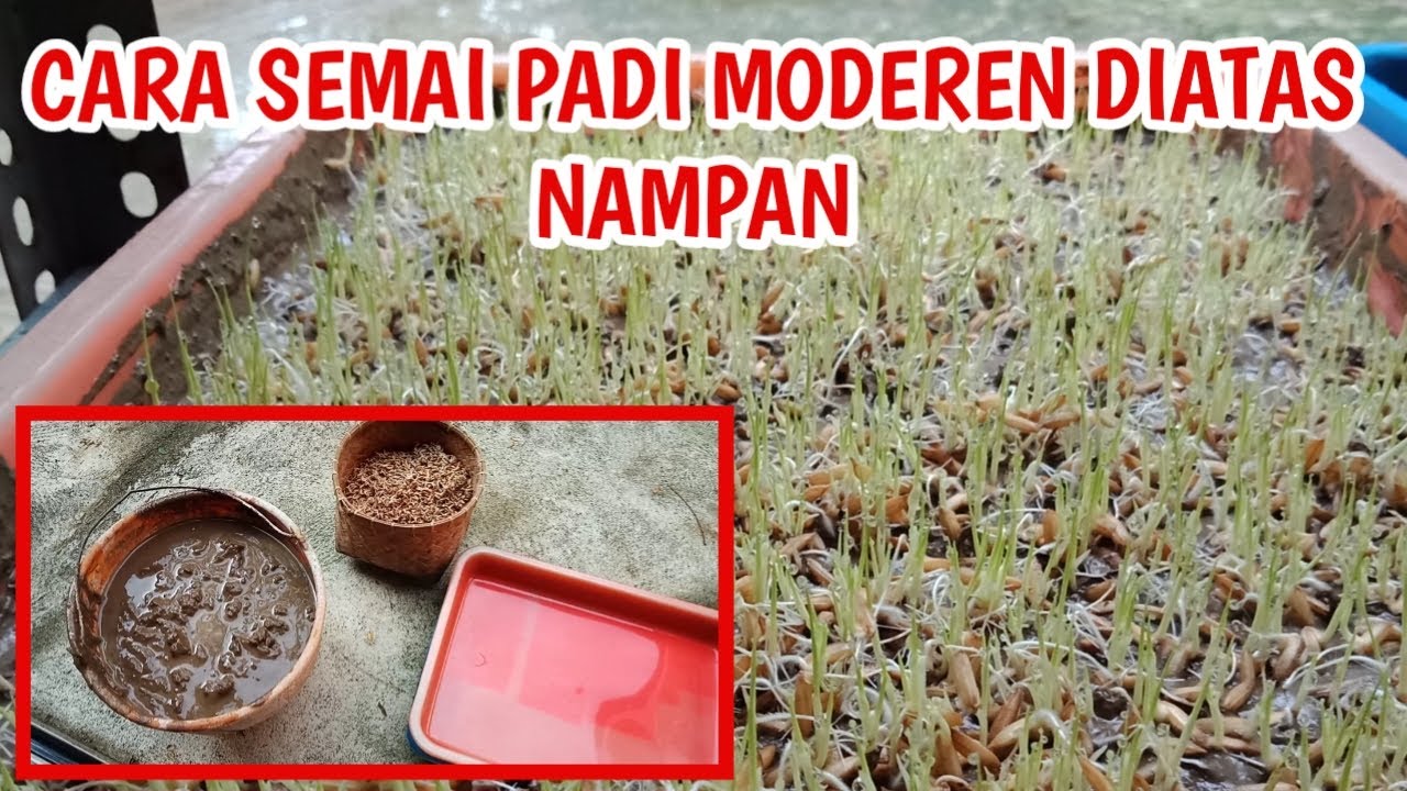 CARA SEMAI PADI MODEREN DIATAS NAMPAN - YouTube
