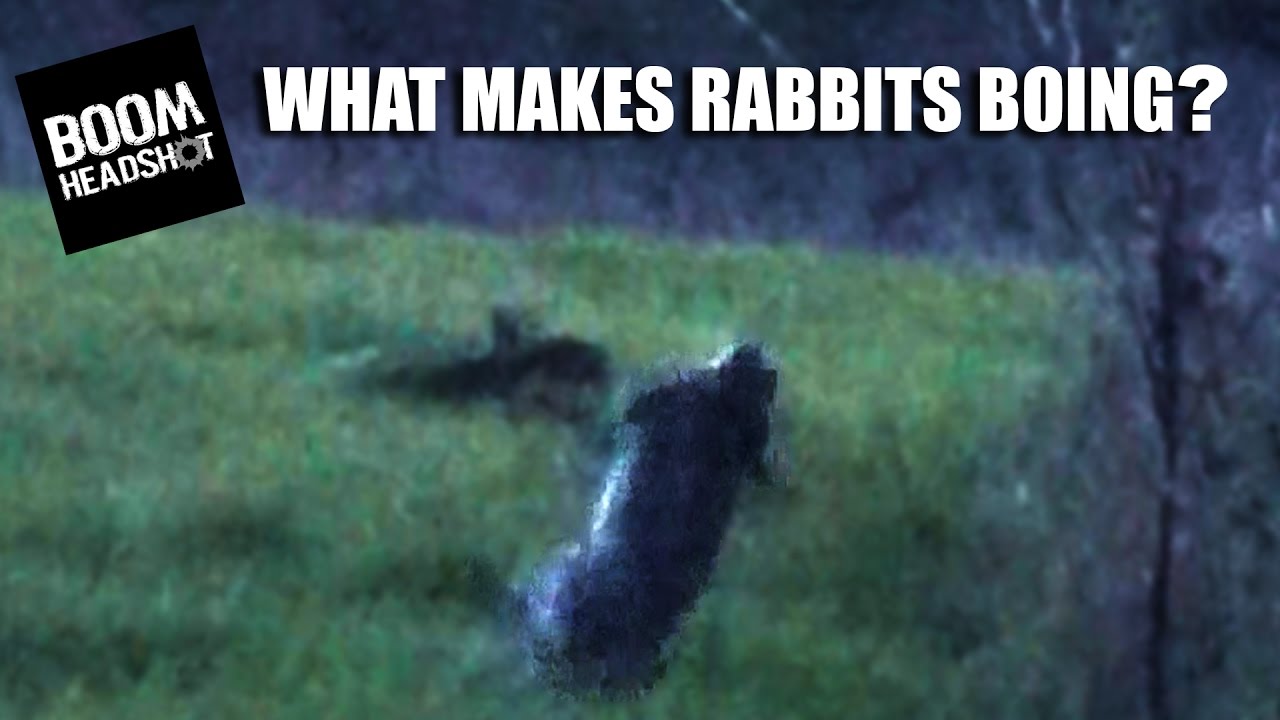Headshots: what makes rabbits boing? - YouTube
