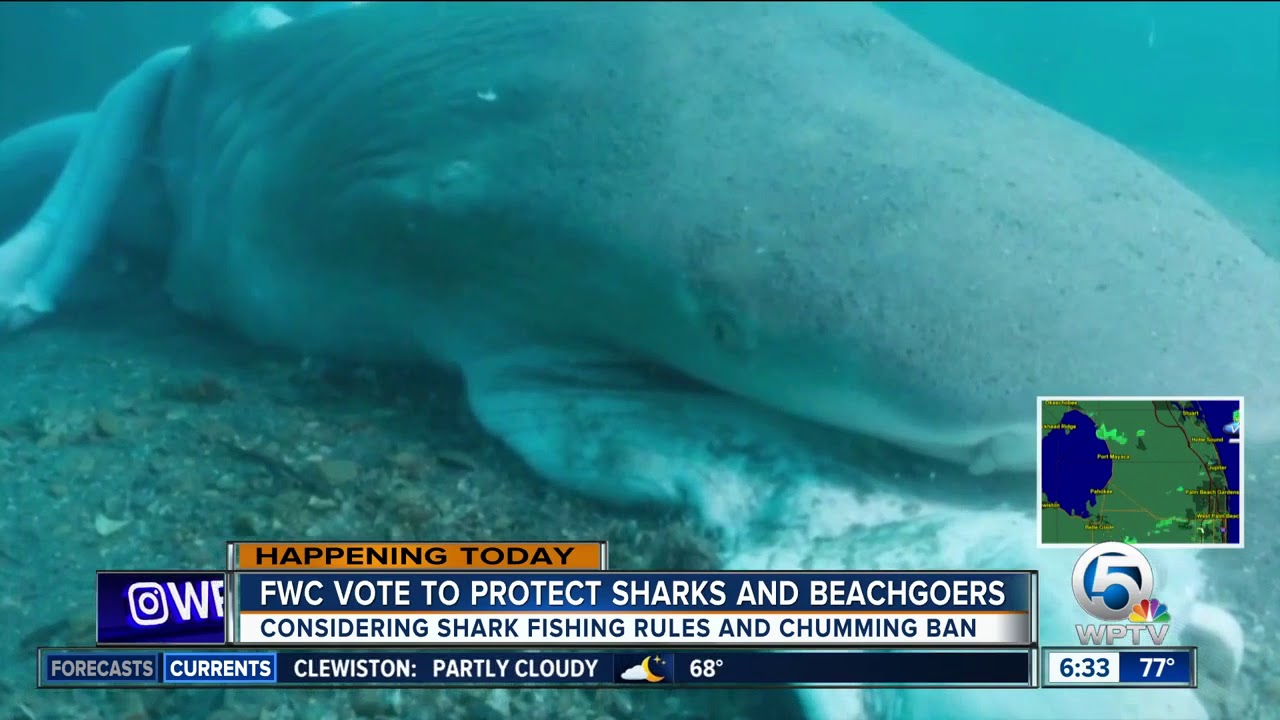 FWC to vote on variety of marine life issues including shark fishing ...