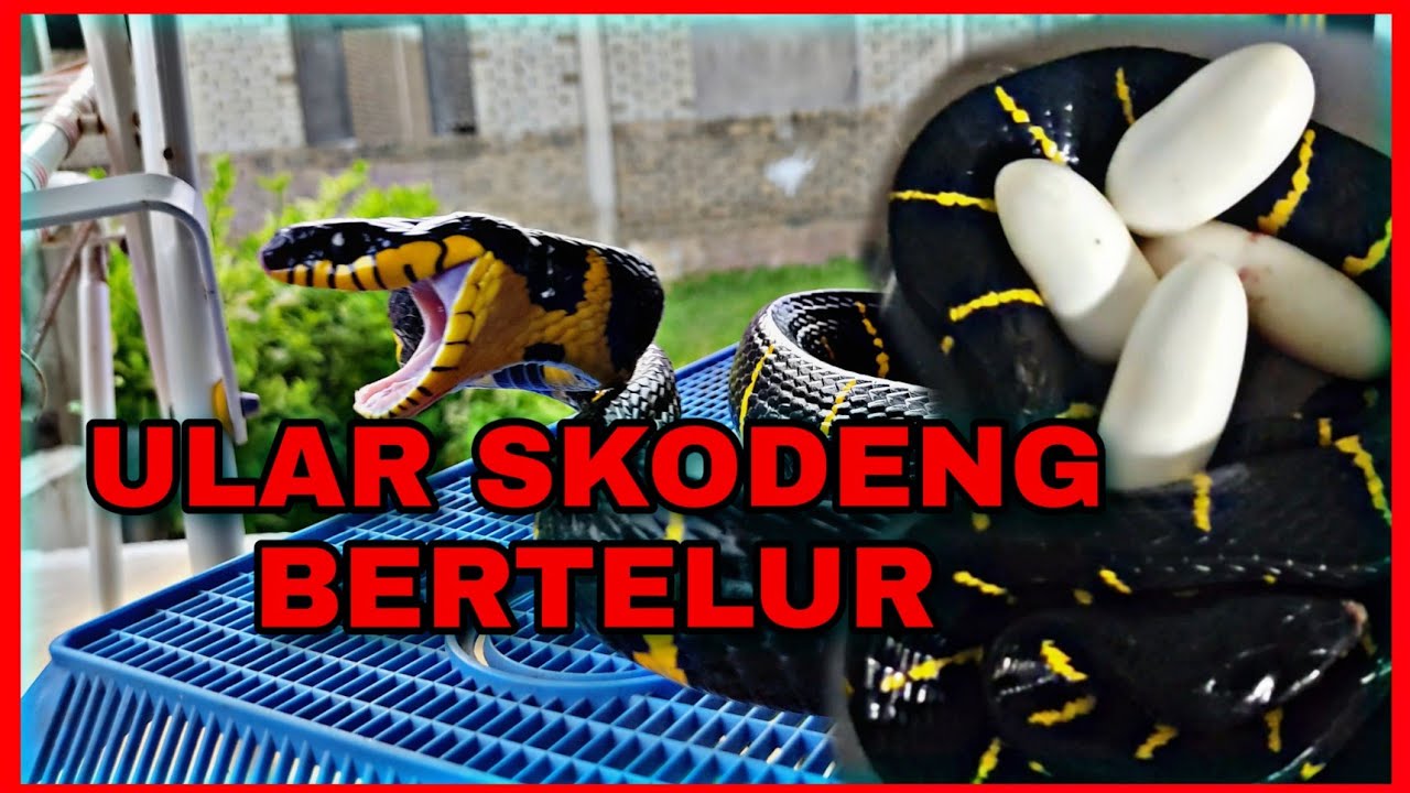 ULAR SKODENG KELUARKAN TELUR PERTAMA DI DALAM PENJARA RUMAH ALIF😂 ...