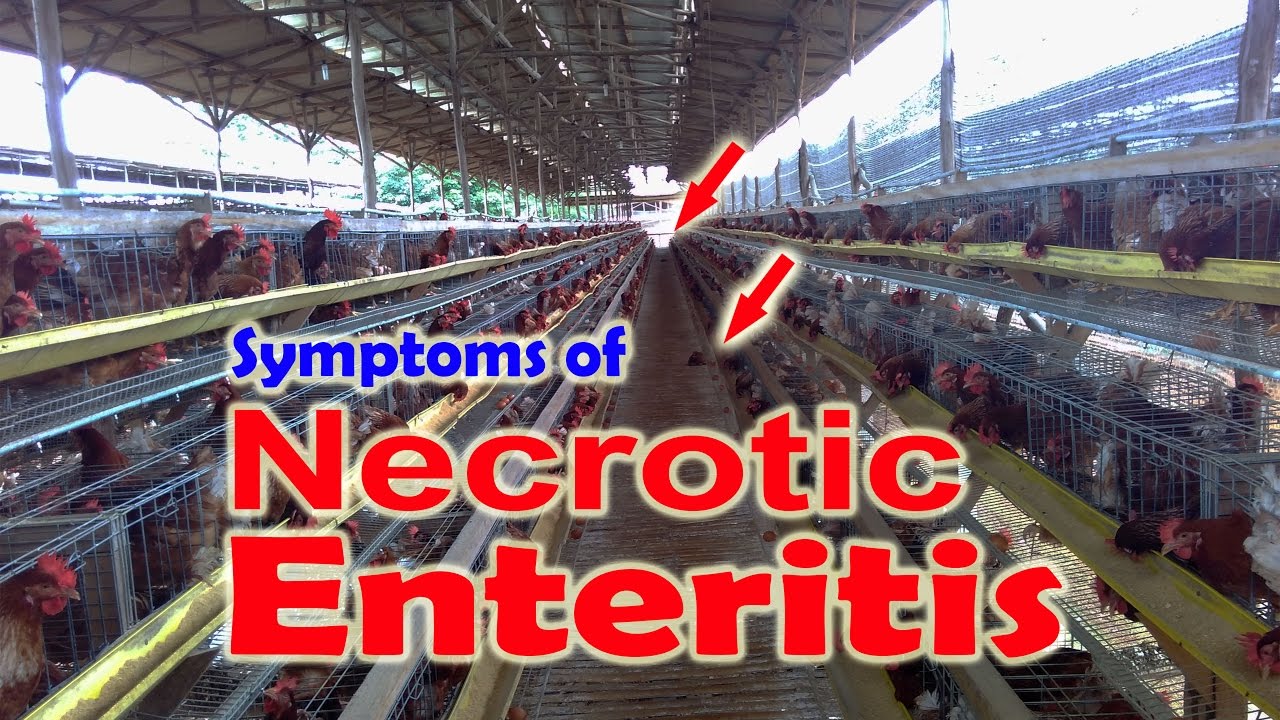 Necrotic Enteritis in Chickens, NE, Clostridium perfringens, Poultry ...
