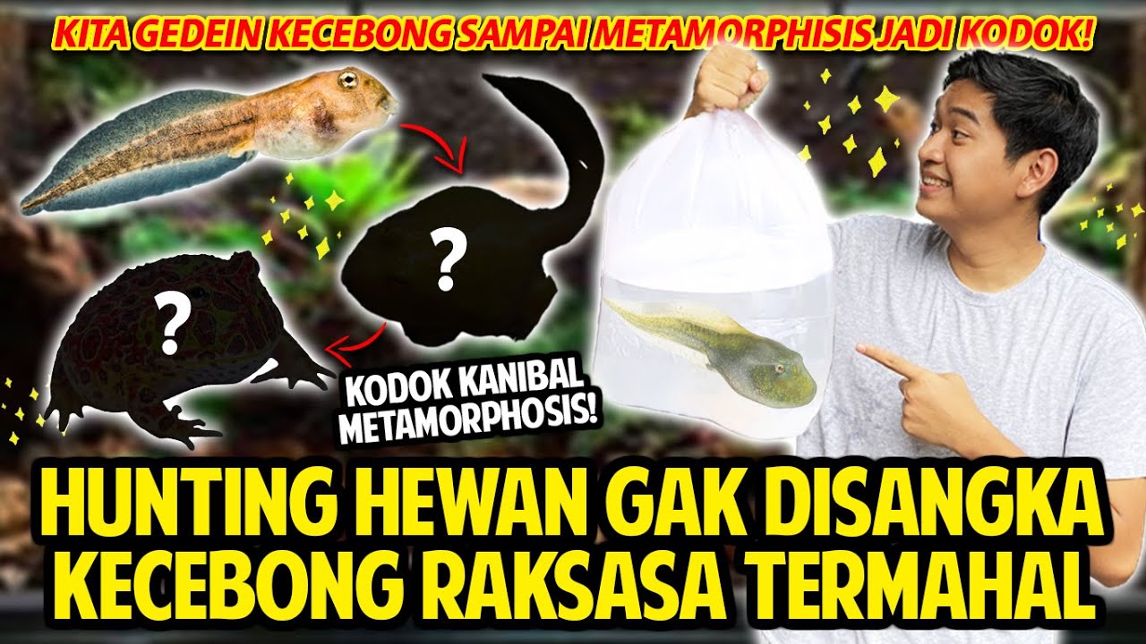 HUNTING HEWAN GAK DISANGKA! KECEBONG RAKSASA TERMAHAL! KITA GEDEIN ...