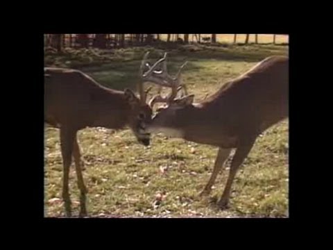 Urgent: Indiana Deer Disease Updates! 7 Signs Hunters MUST Spot Now ...