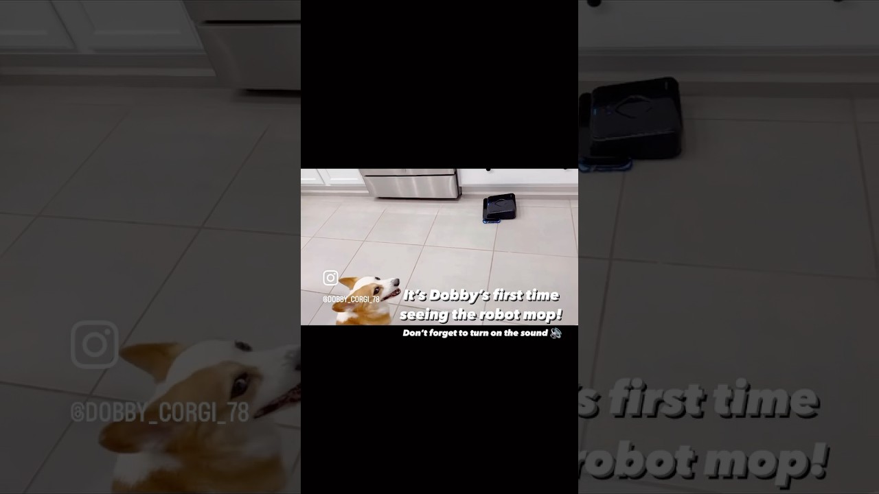 Dobby meets the robot mop for the first time! #dog #corgi - YouTube