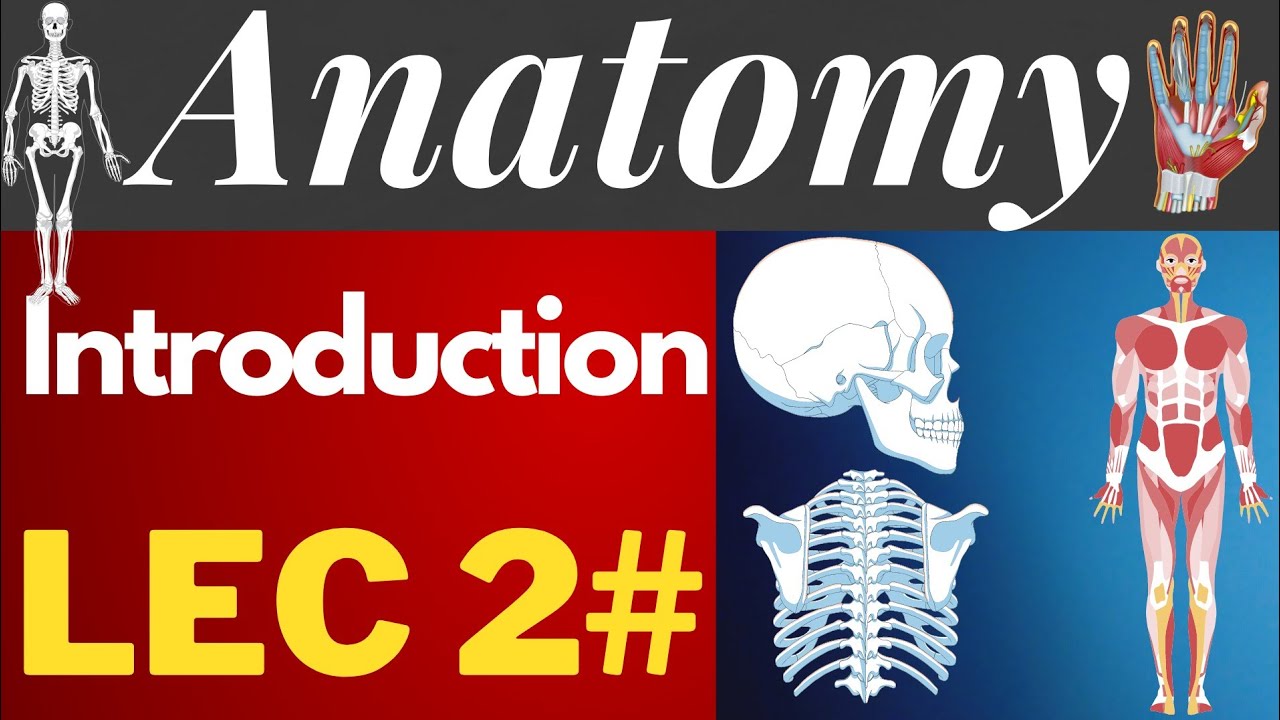 Anatomy_Introduction Lec2# (Part 1) - YouTube