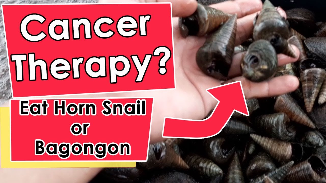 Horn Snail or Bagongon Shell for Cancer Therapy - YouTube