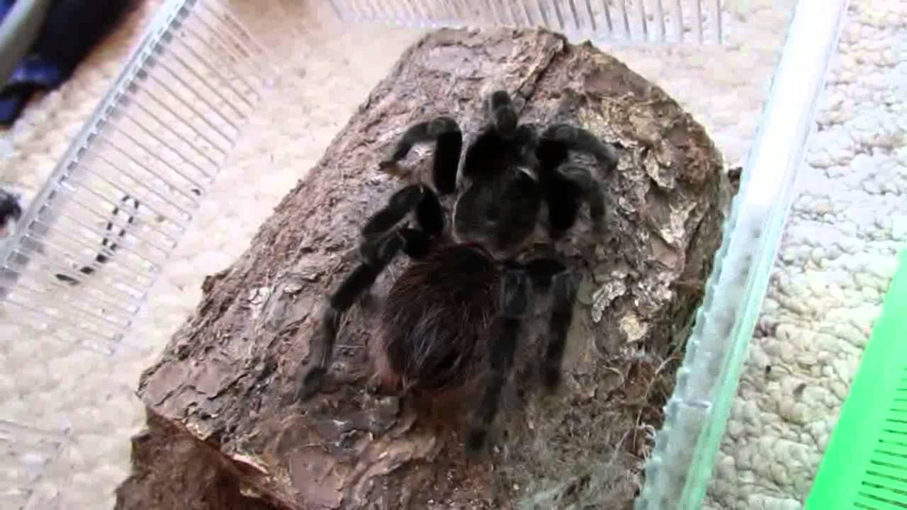 Sad Tarantula Death And Feeding Video! Part 1 - YouTube
